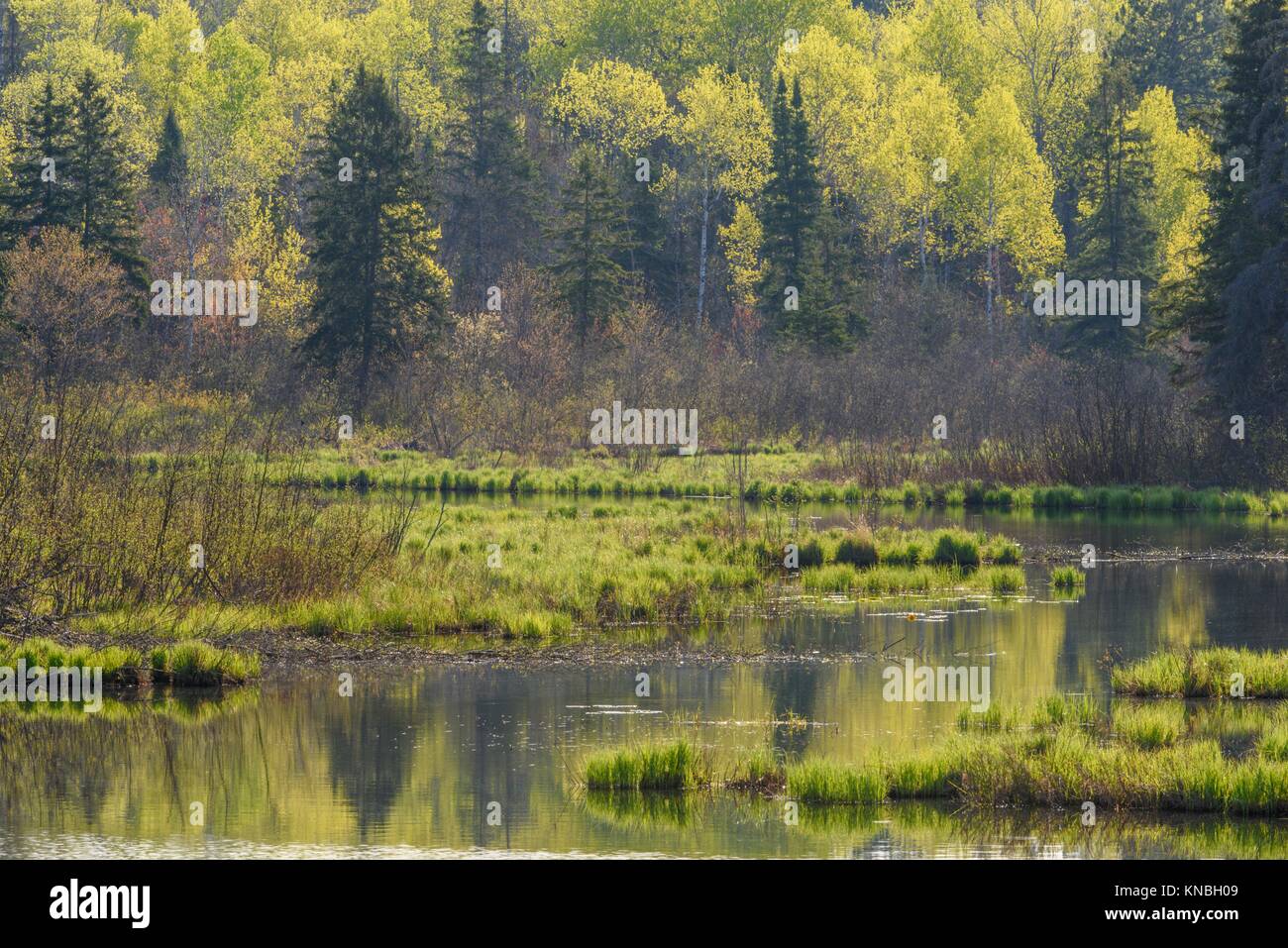 Spring at the creek hi-res stock photography and images - Alamy