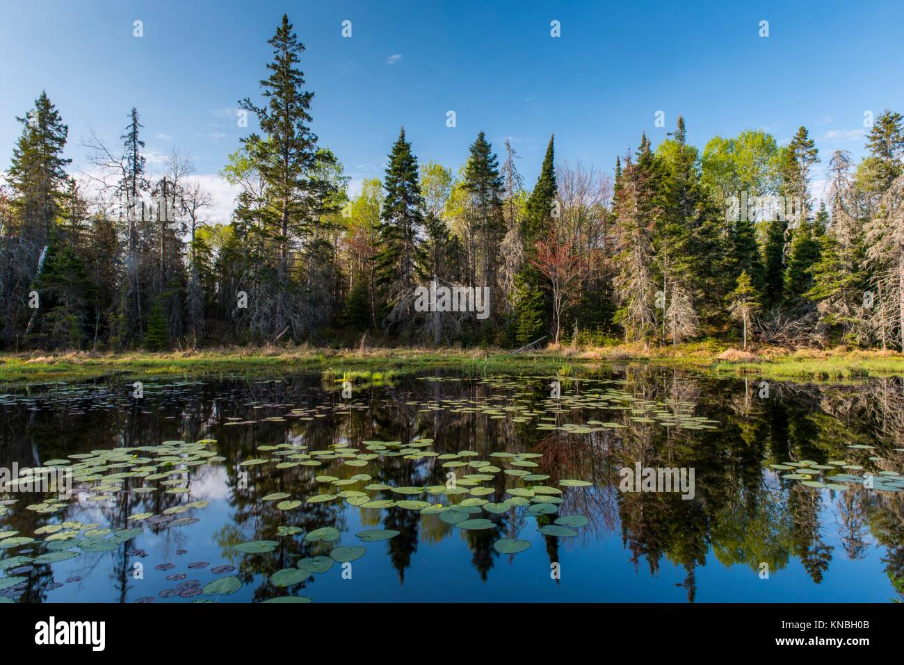 Beauty of pond hi-res stock photography and images - Alamy