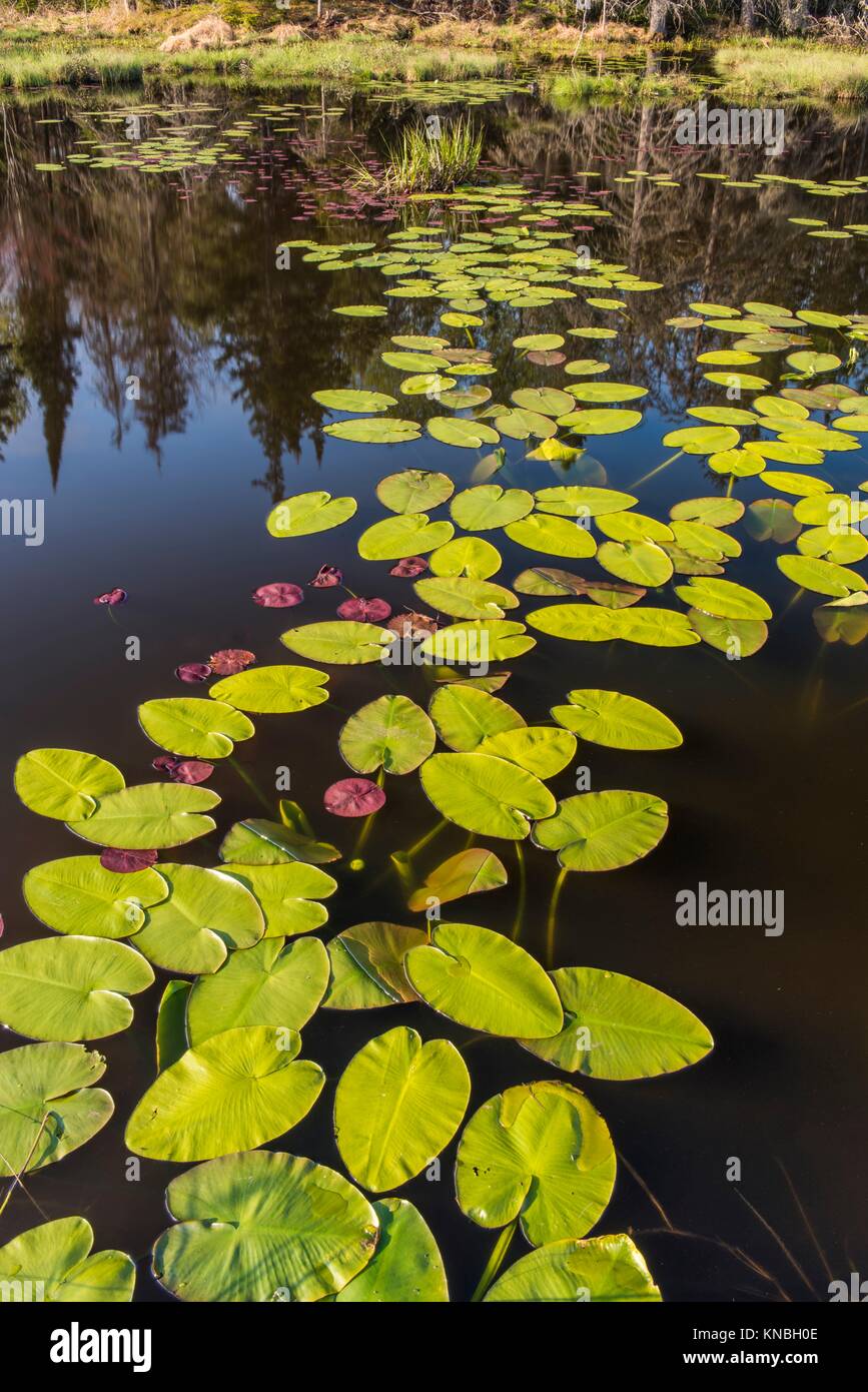 Beaver lily hi-res stock photography and images - Alamy