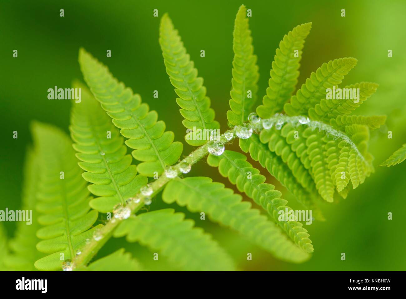 Beautiful native fern hi-res stock photography and images - Alamy