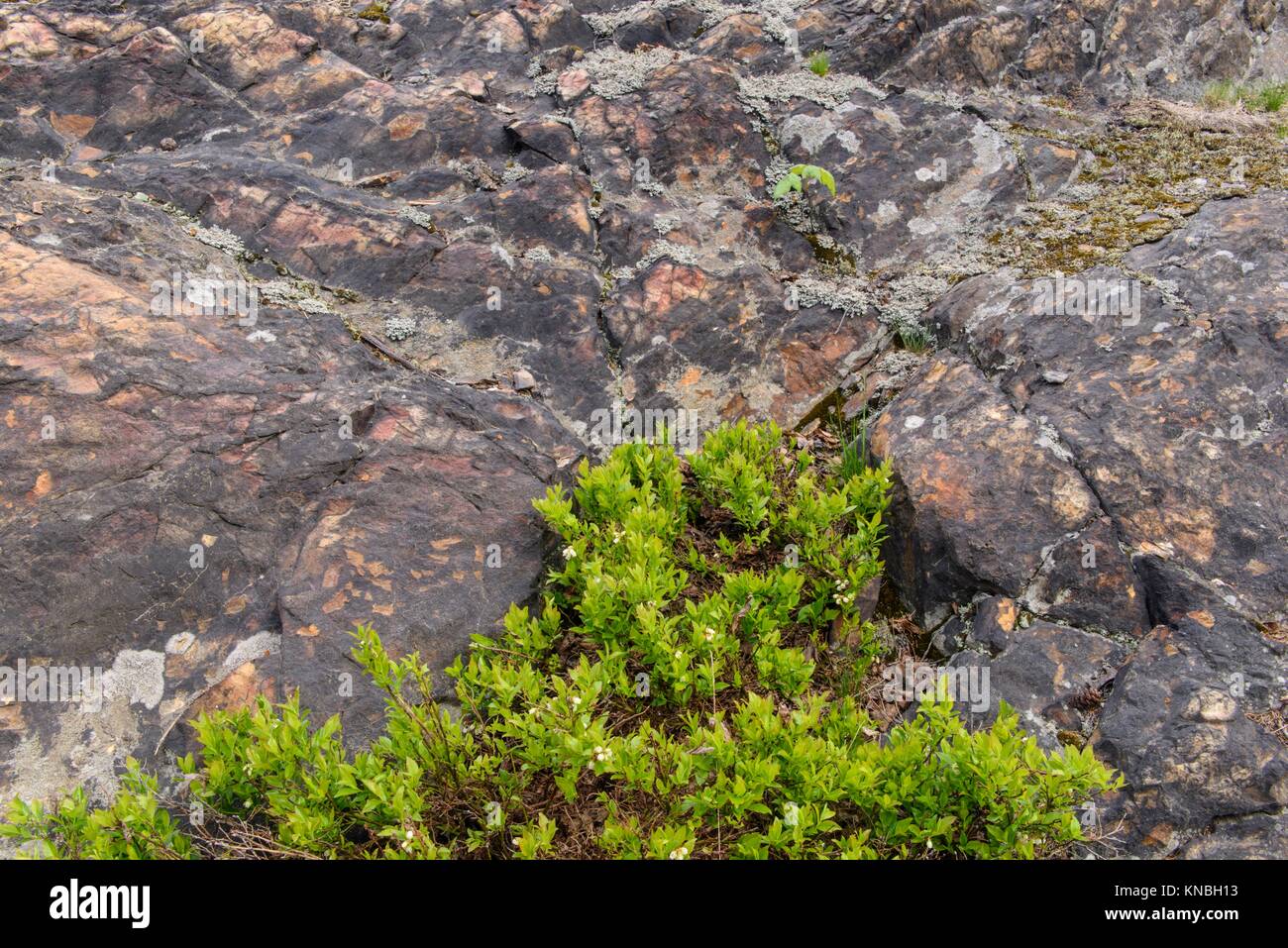 Low bush blueberry hi-res stock photography and images - Alamy