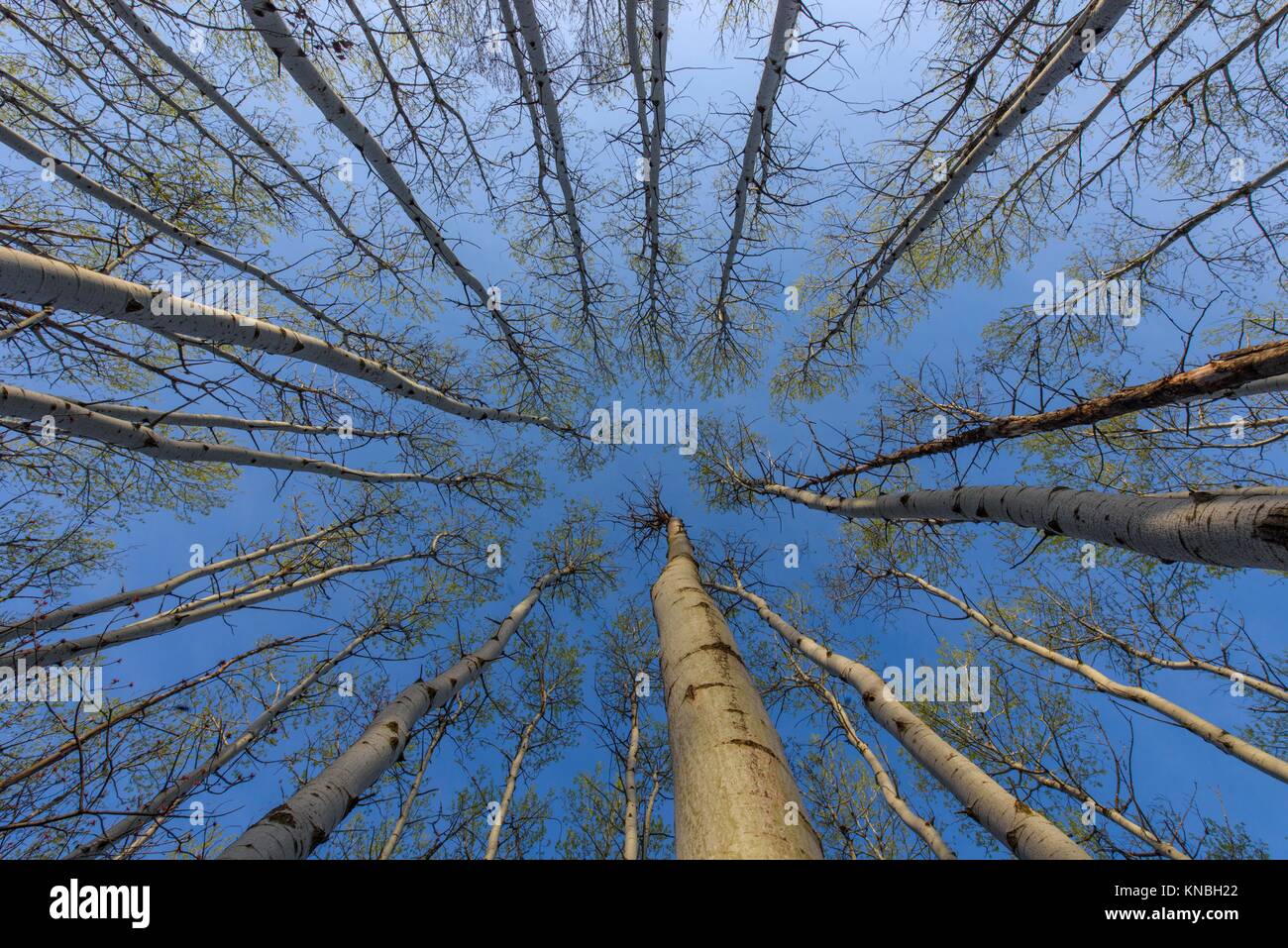 Aspen woodland with emerging spring foliage, Greater Sudbury, Ontario ...