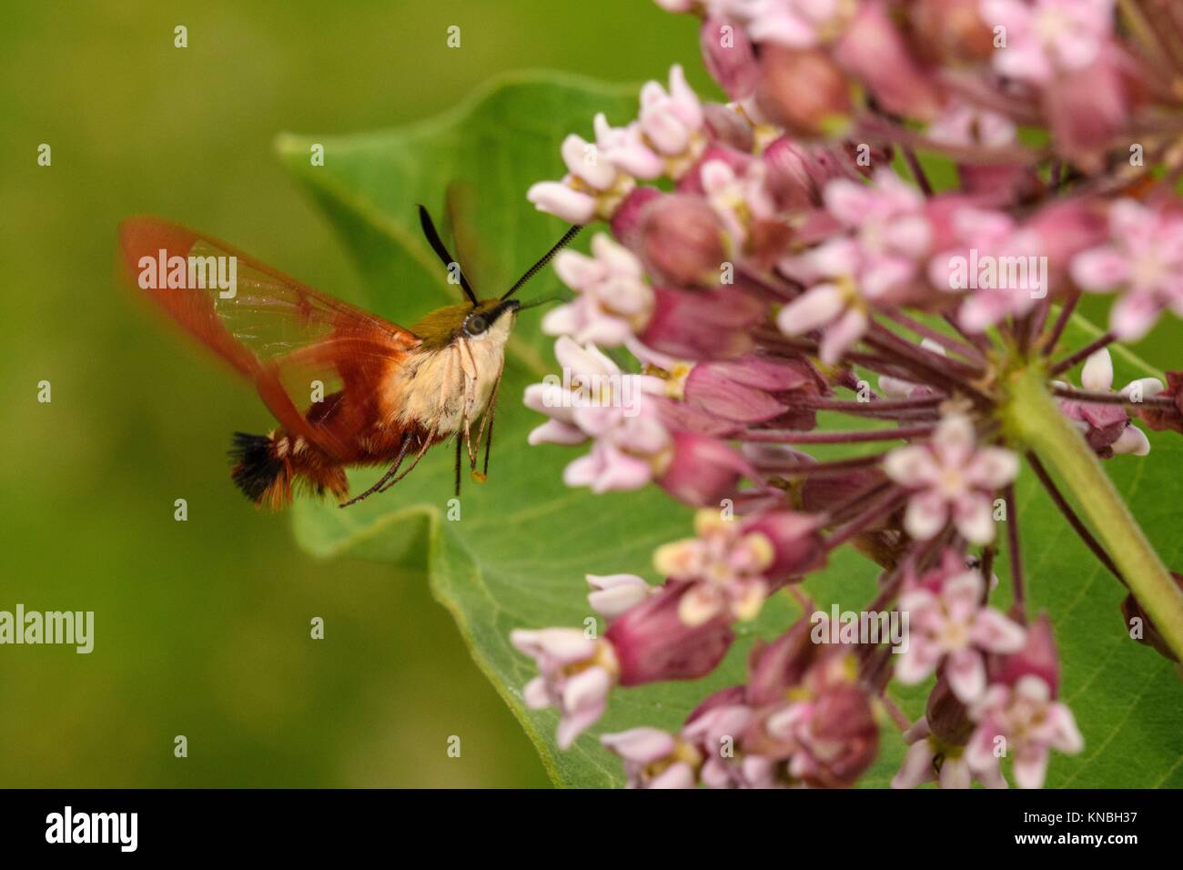 Clearwing Hummingbird Moth Stock Photos & Clearwing Hummingbird Moth ...