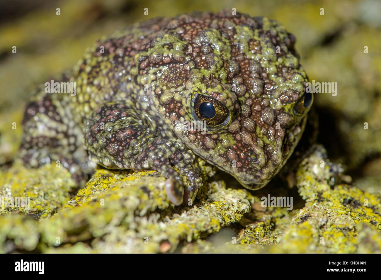 Vietnamese amphibian hi-res stock photography and images - Alamy