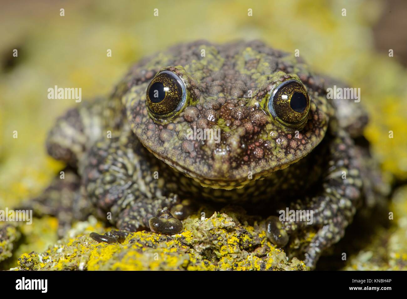 Vietnamese moss frog hi-res stock photography and images - Alamy
