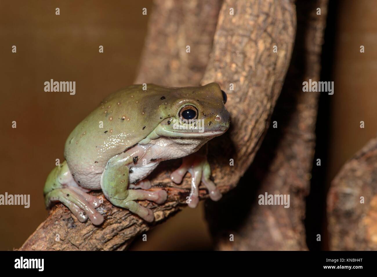 Canadian tree frog hi-res stock photography and images - Alamy