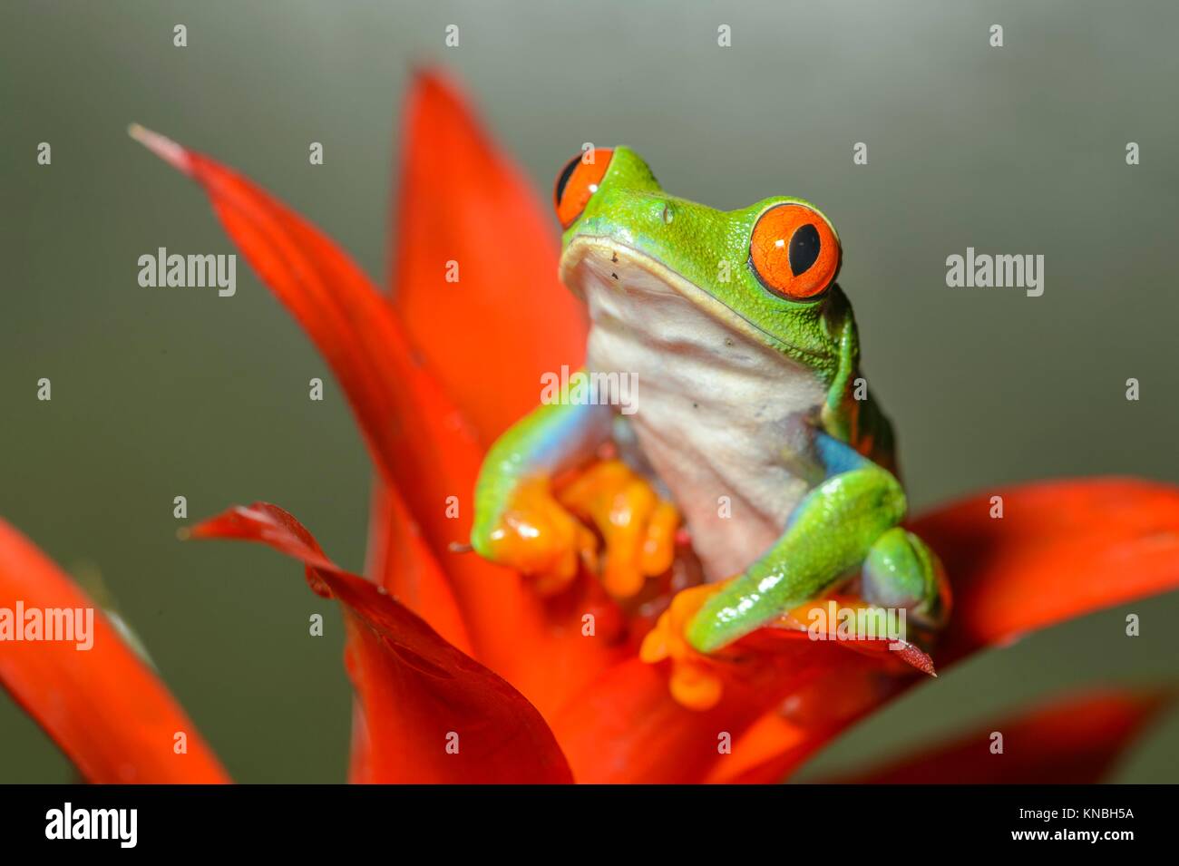 Canadian tree frog hi-res stock photography and images - Alamy