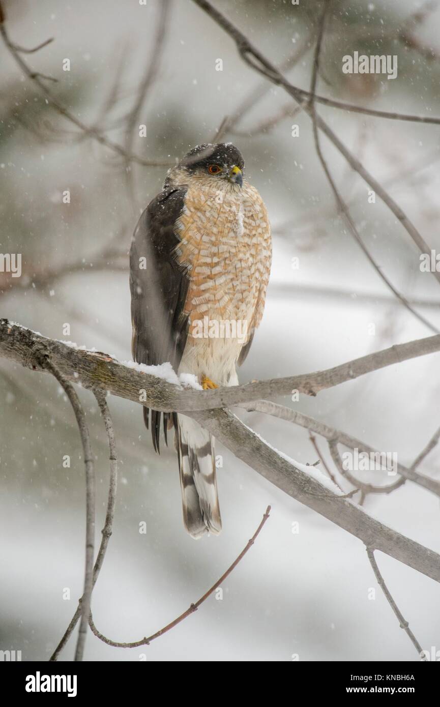 Ontario hawk hi-res stock photography and images - Alamy