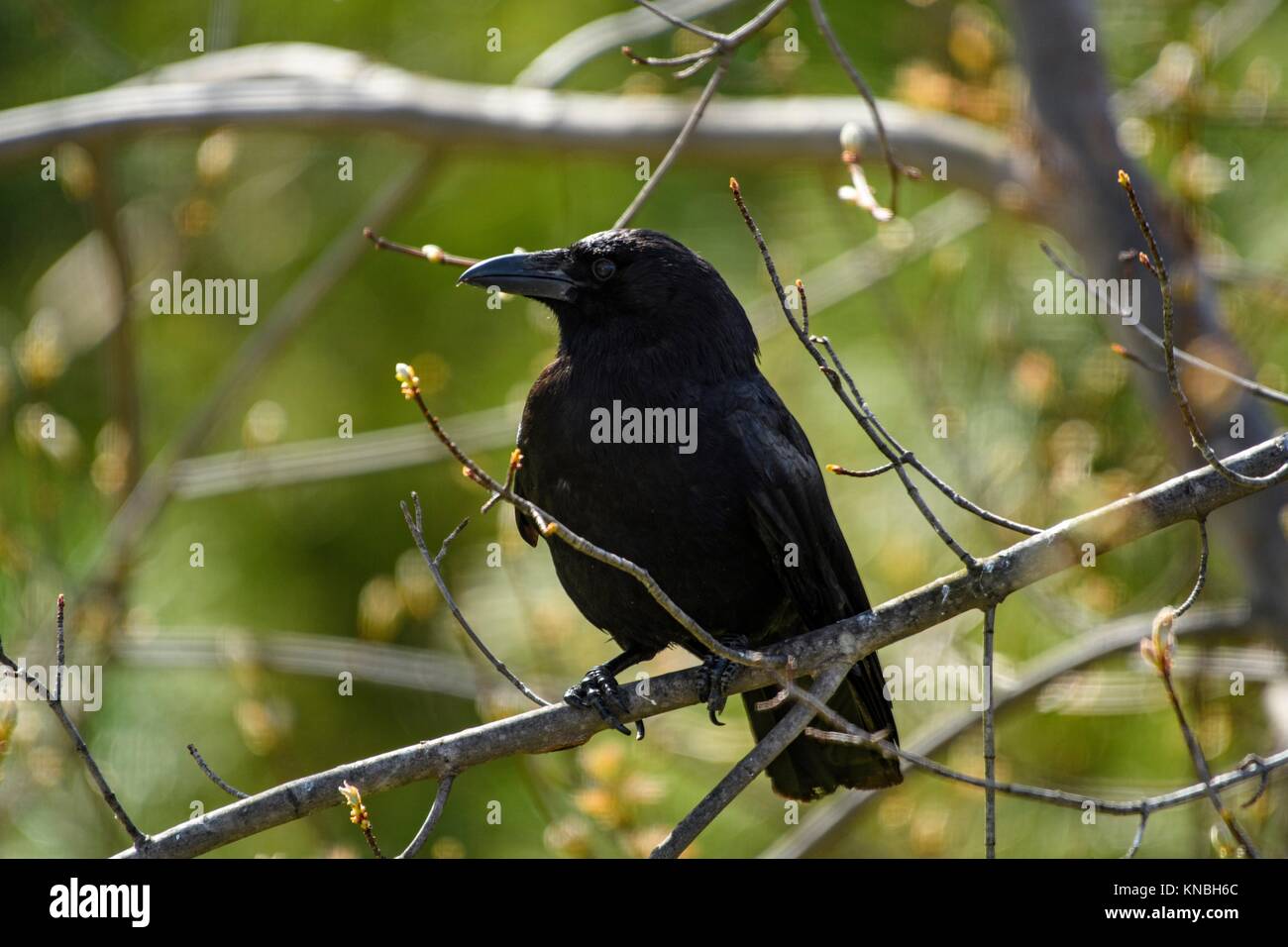 Raven species hi-res stock photography and images - Alamy
