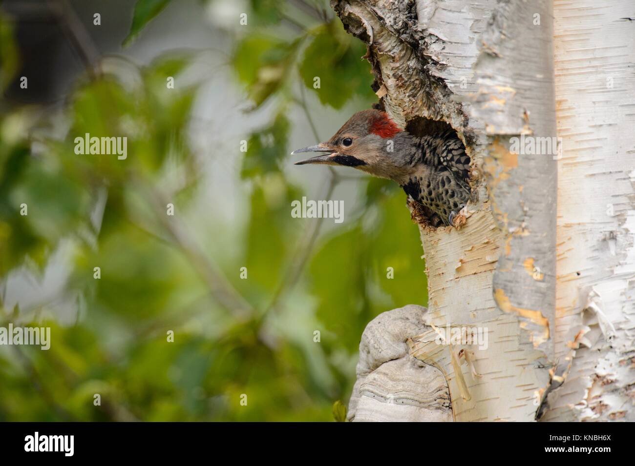 Juvenile flicker hi-res stock photography and images - Alamy