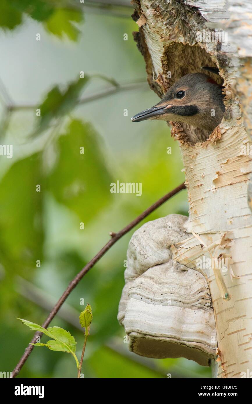 Juvenile flicker hi-res stock photography and images - Alamy