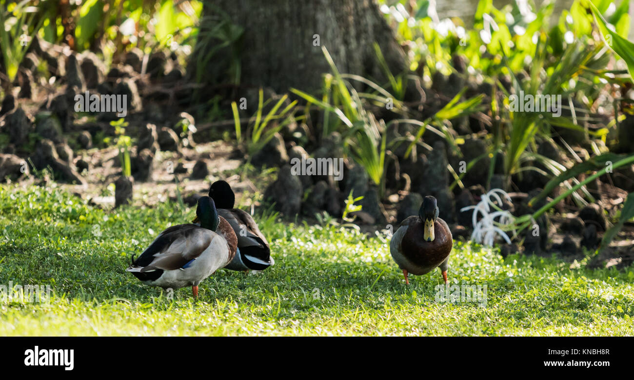 Florida Mallard ducks hanging out in front of a cypress tree Stock ...