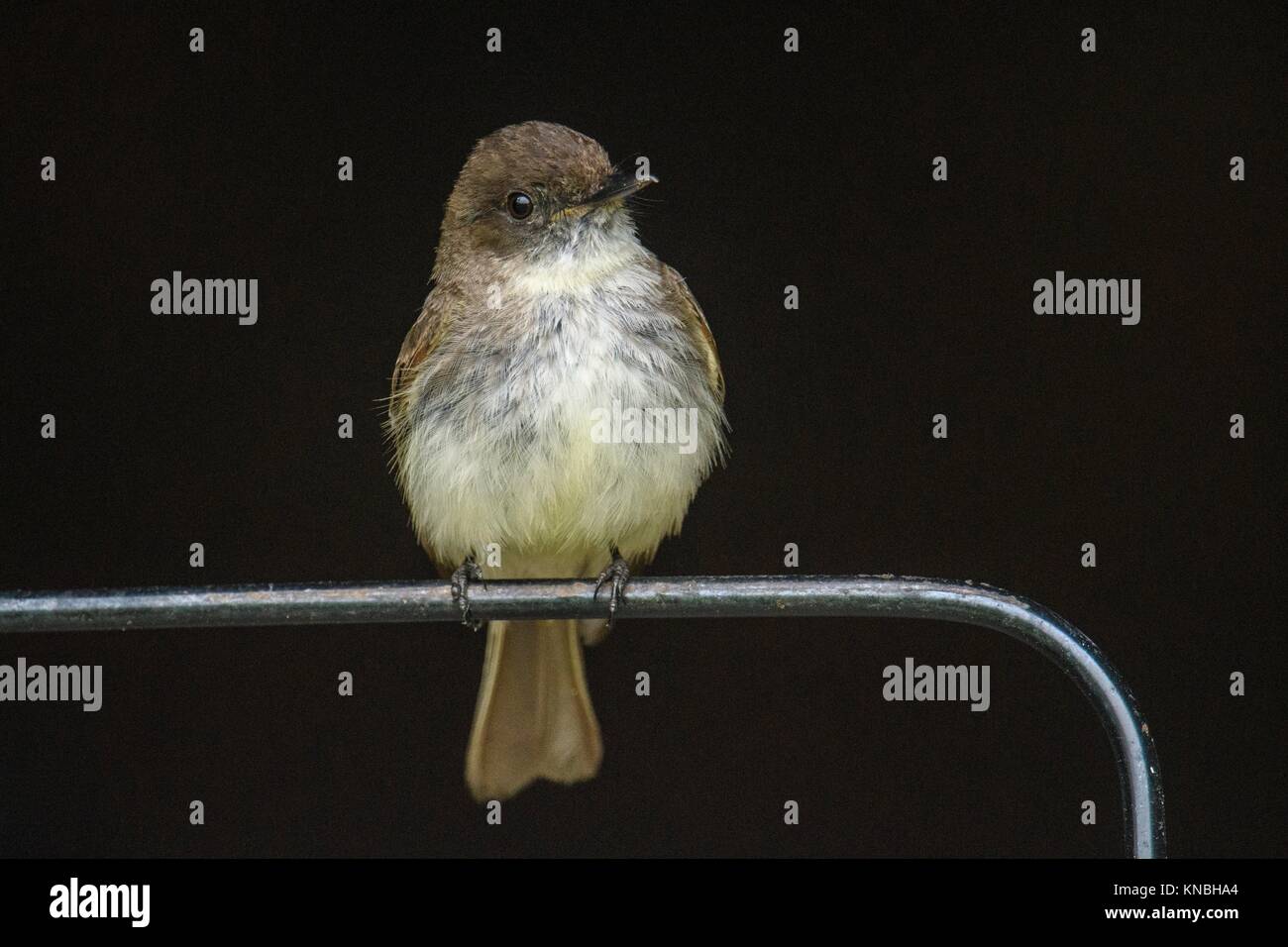 Eastern phoebe (Sayornis phoebe) Perched on a shed near its nest ...