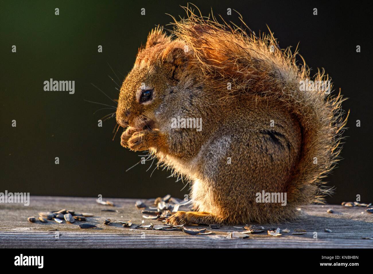 Squirrel eating sunflower seed hi-res stock photography and images - Alamy
