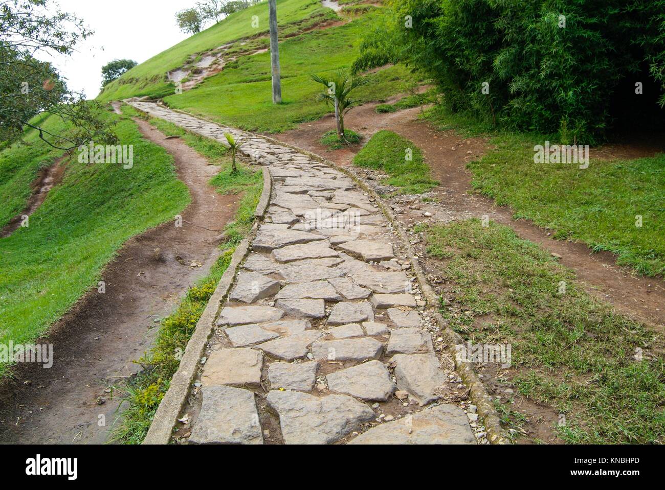 Tulcan hi-res stock photography and images - Alamy