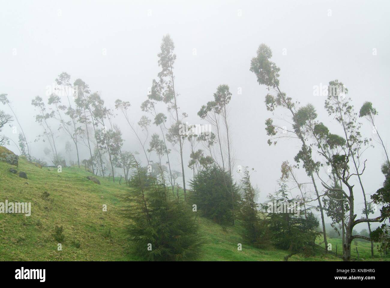 Purace Stock Photos & Purace Stock Images - Alamy