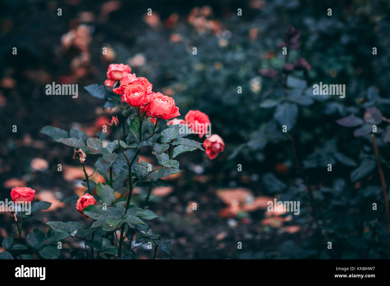 Pink cluster rose hi-res stock photography and images - Alamy