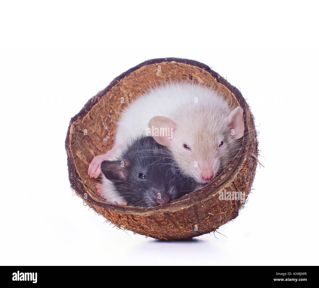 Cute rodents hi-res stock photography and images - Alamy