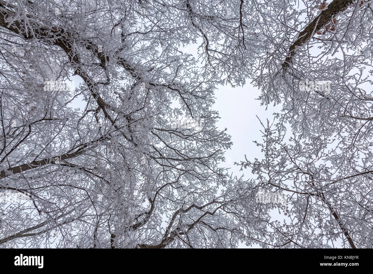Frozen forest on a cloudy, cold day in Hungary, Mountain Badacsony ...