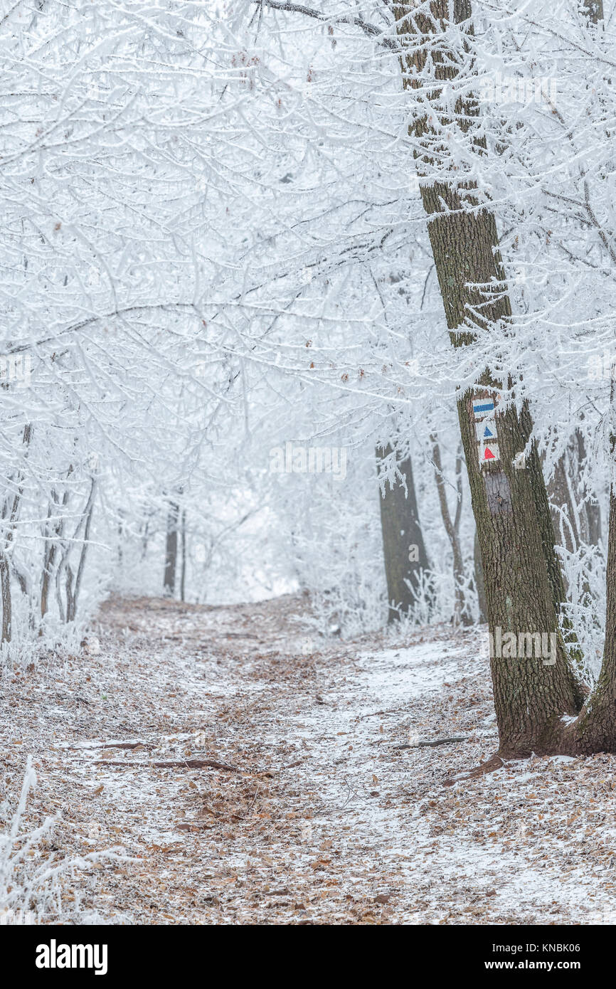 Frozen forest on a cloudy, cold day in Hungary, Mountain Badacsony ...