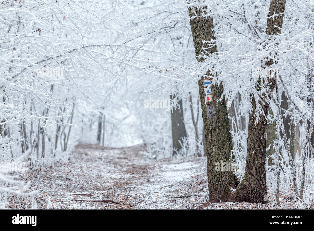 Frozen forest on a cloudy, cold day in Hungary, Mountain Badacsony ...