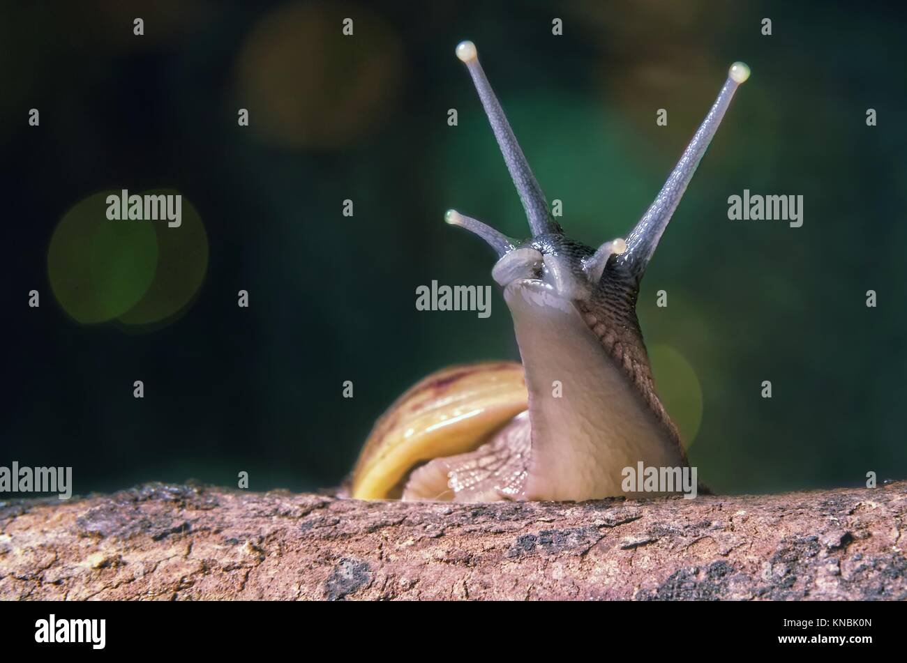 East African land snail [ Achatina fulica ] on a tree trunk Stock Photo ...