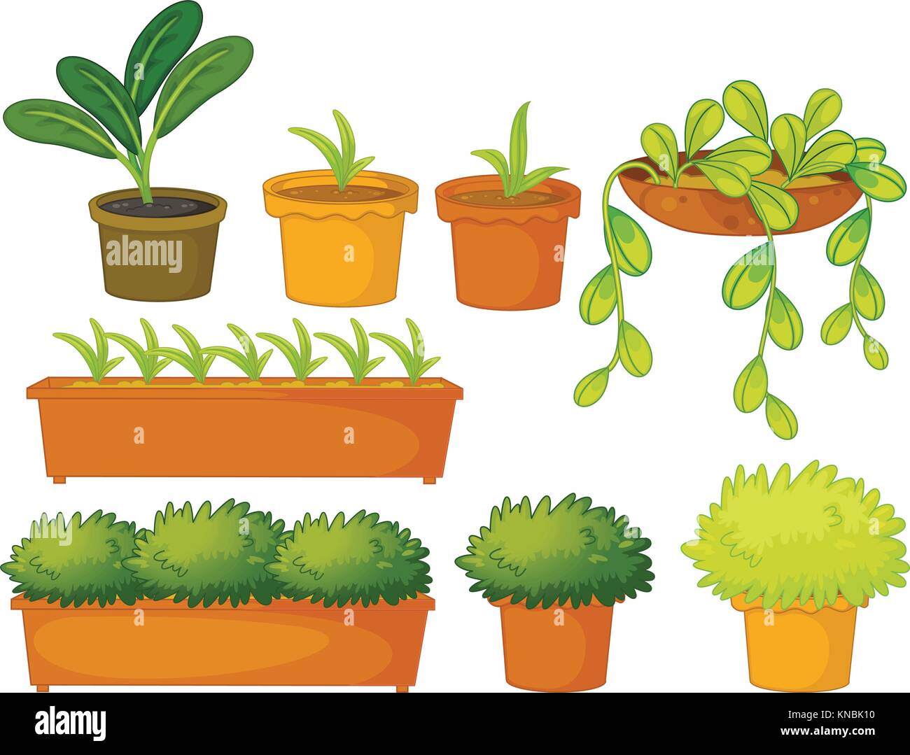 Illustration of various plants and pots on a white background Stock ...
