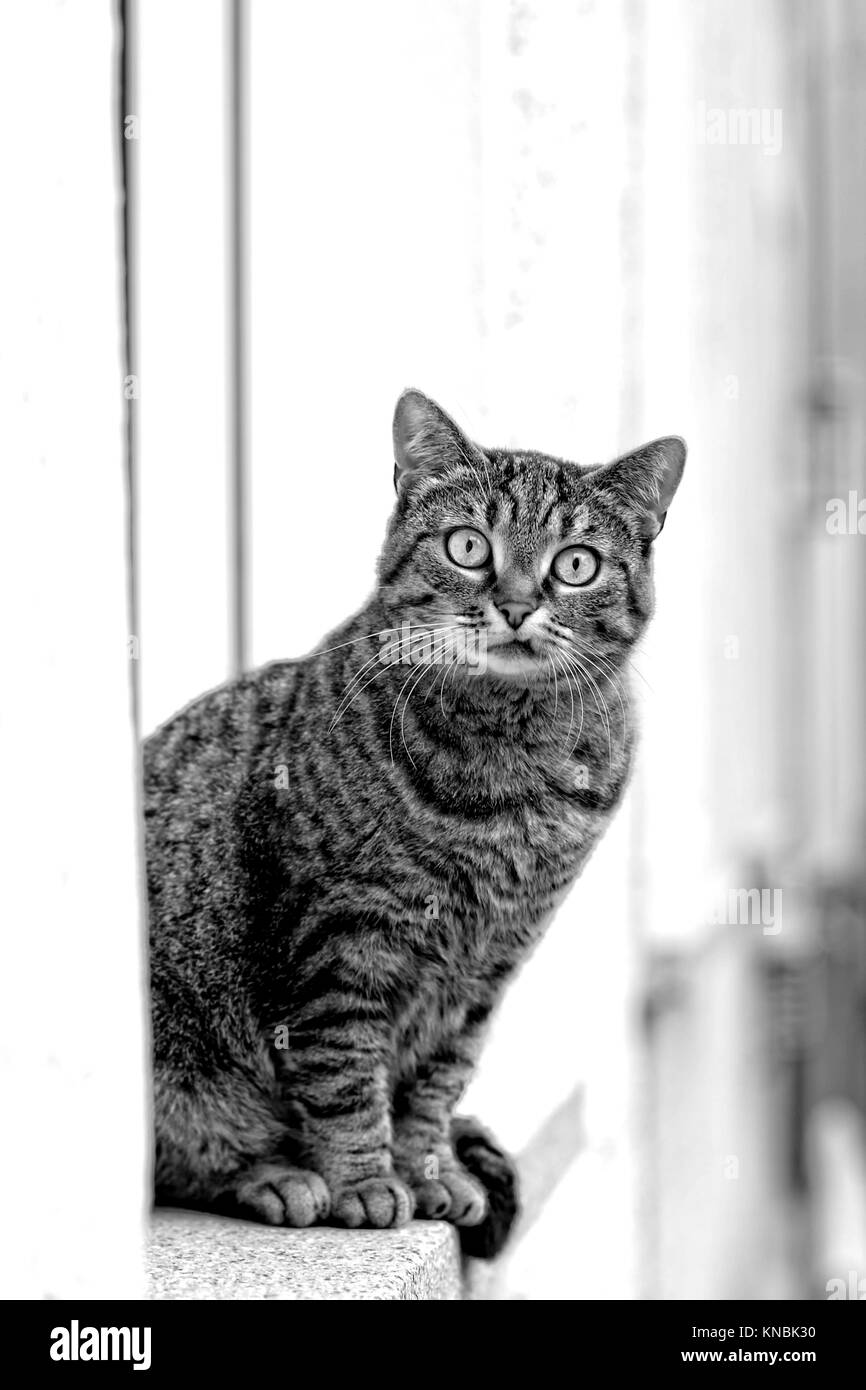 Funny pets on white Black and White Stock Photos & Images - Alamy
