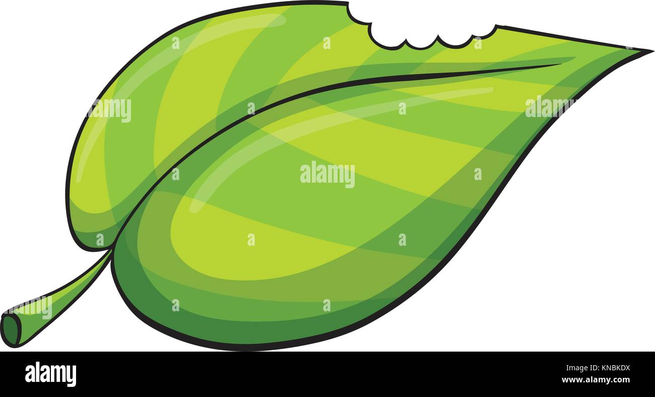 illustration of a leaf on a white background Stock Vector Image & Art ...