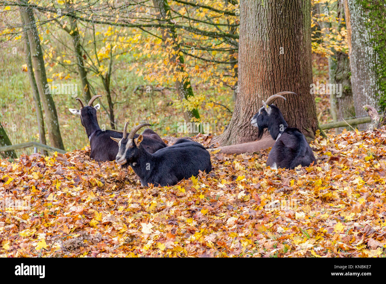 some goats resting around a tree in autumn ambiance Stock Photo - Alamy