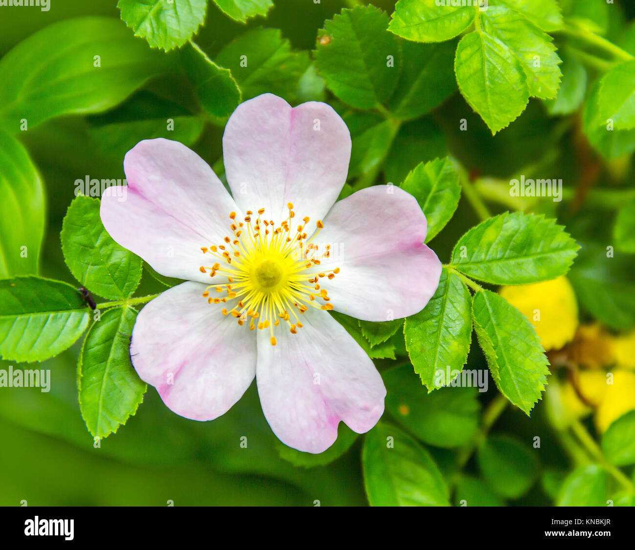 pink wild rose flower closeup in green leaves ambiance Stock Photo - Alamy