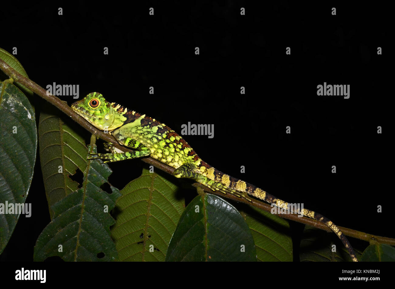 Borneo anglehead lizard (Gonocephalus bornensis) sleeping on top of a ...