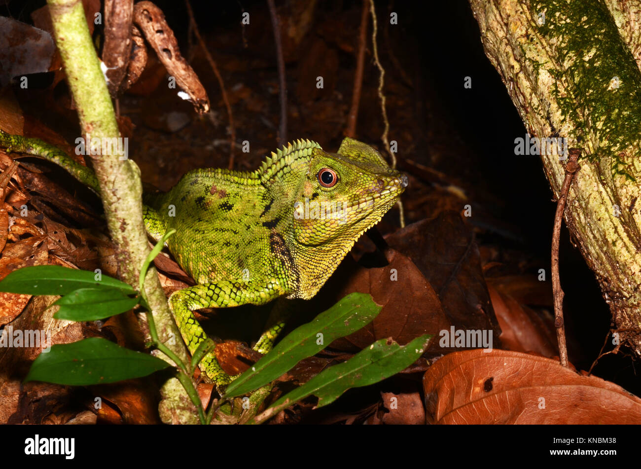 Doriae hi-res stock photography and images - Alamy