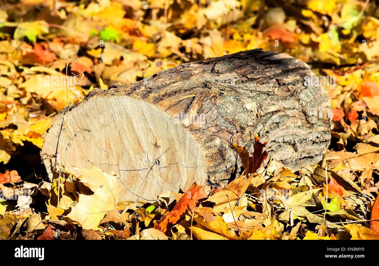 Oak logs on fallen colorful autumn leaves Stock Photo - Alamy