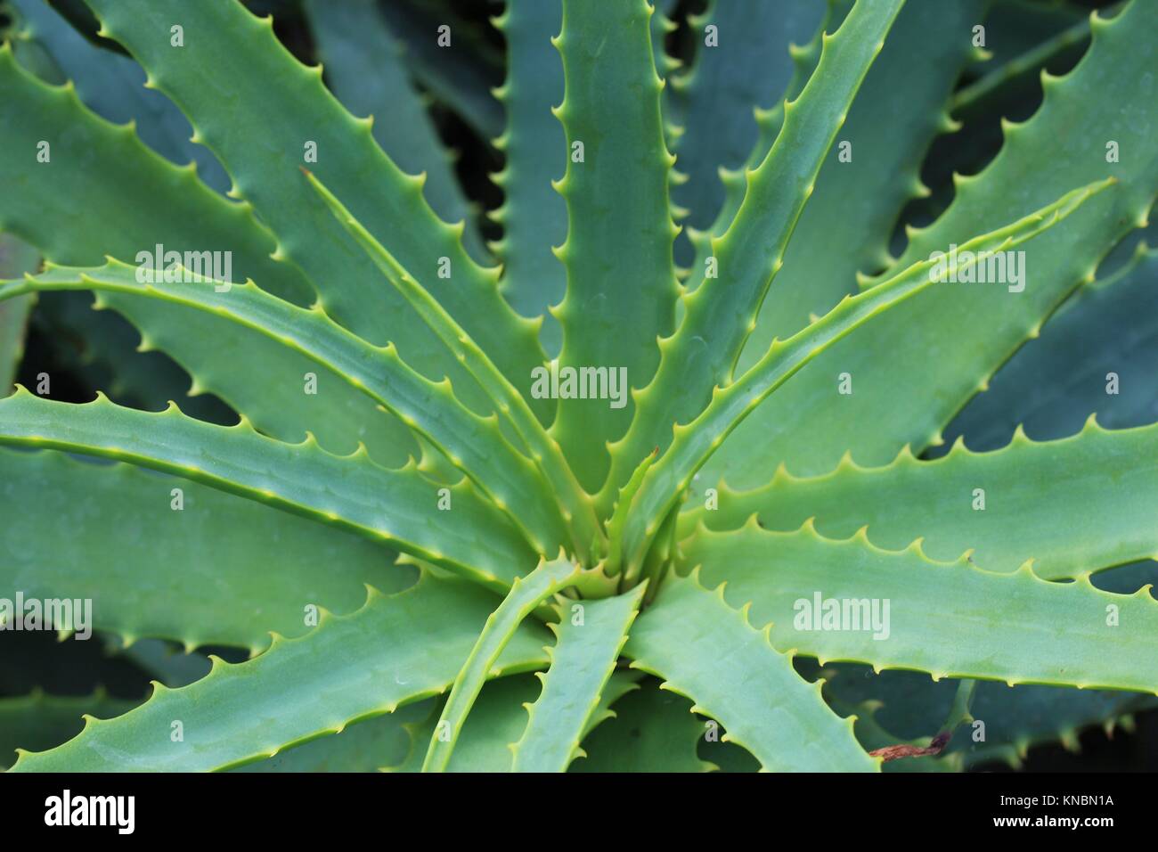 Aloe Desert Plant Stock Photos & Aloe Desert Plant Stock Images - Alamy
