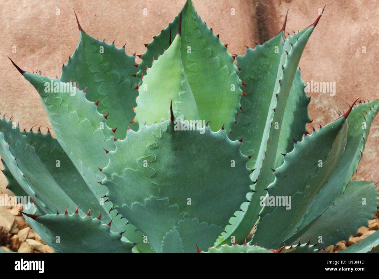 Agave parryi garden hi-res stock photography and images - Alamy