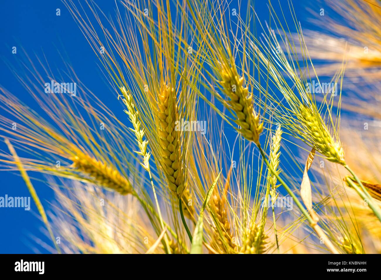 barley, head with blue sky Stock Photo - Alamy