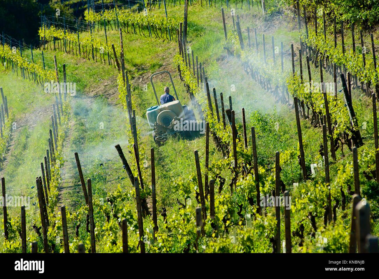 Spraying pesticide vineyard hi-res stock photography and images - Alamy