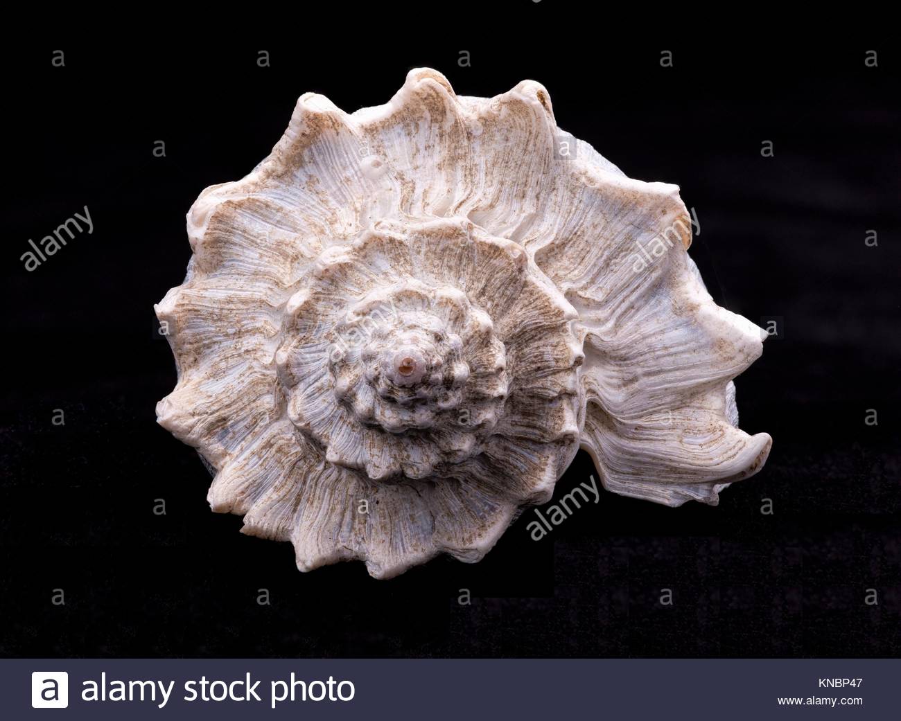 Conch Shell Black And White Stock Photos & Conch Shell Black And White ...