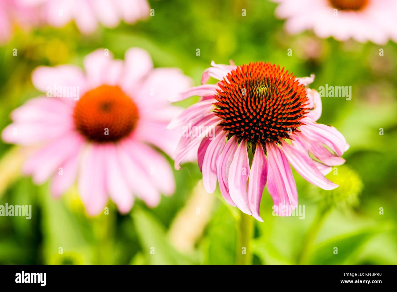 cone flower, Echinacea purpurea, American medicinal plant with flower ...