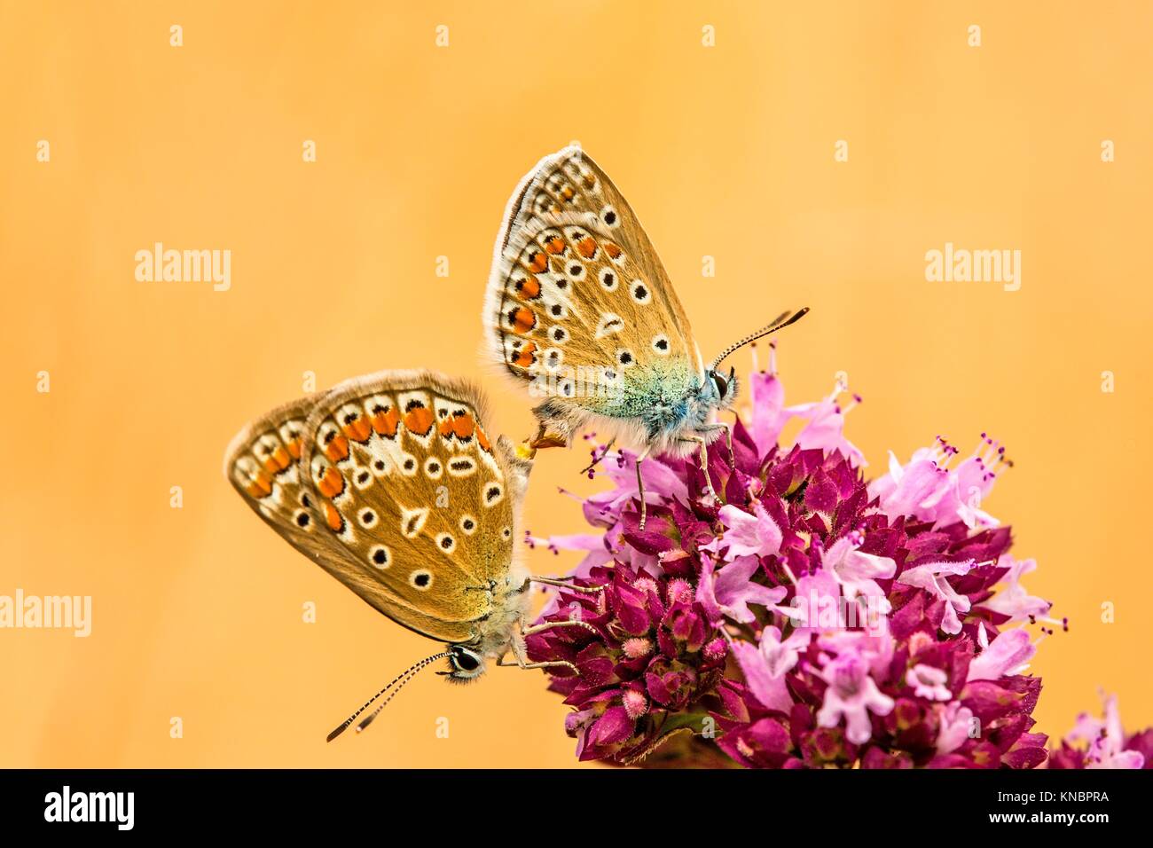 Animal reproduction not bird hi-res stock photography and images - Alamy