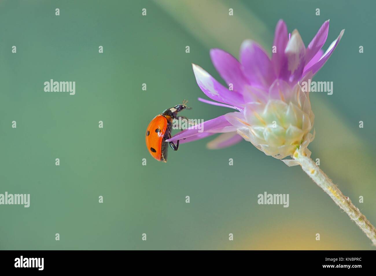 Xeranthemum Annuum High Resolution Stock Photography and Images - Alamy