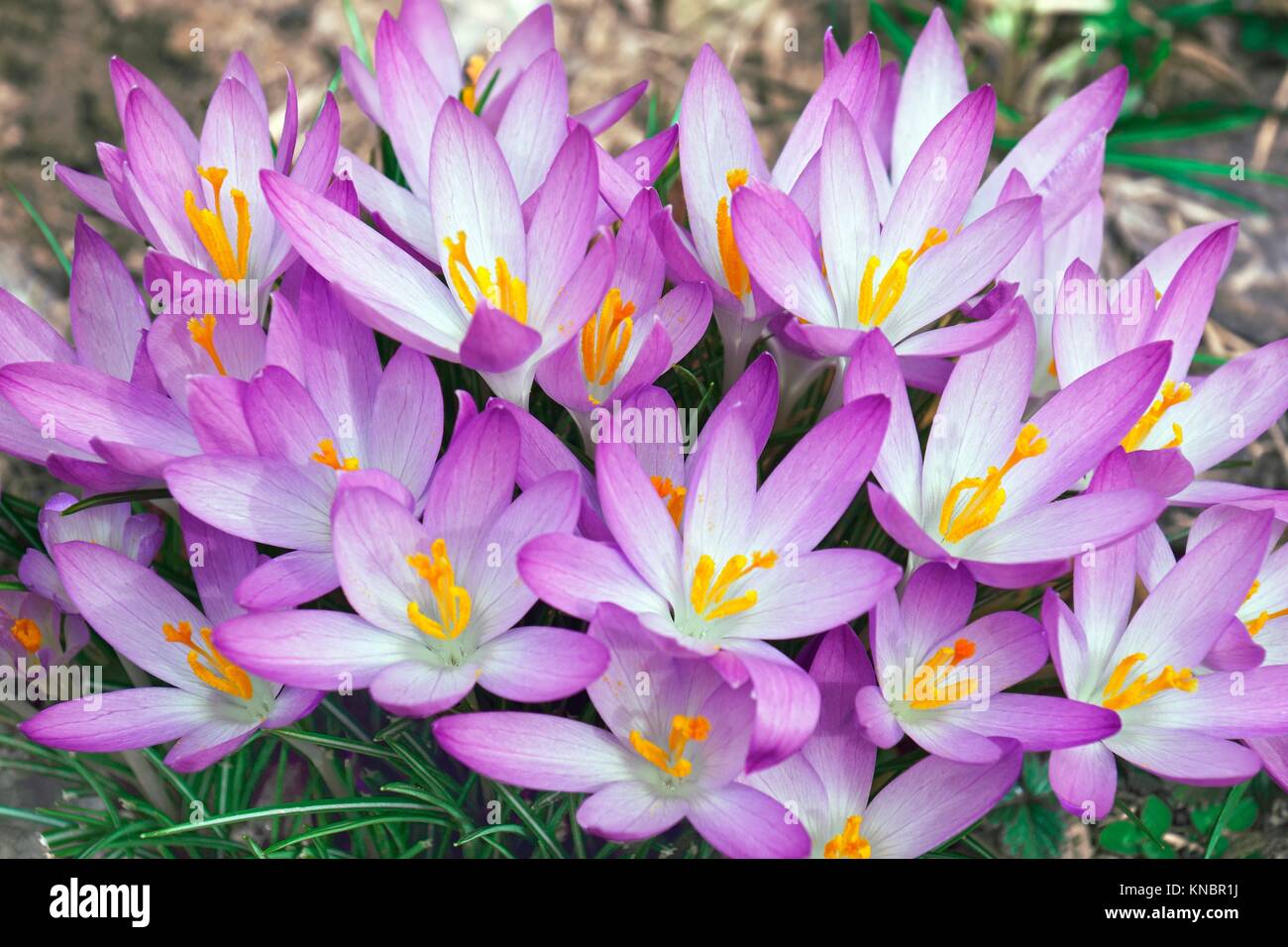 Woodland crocus (Crocus tomassinianus). Called Early crocus, Tommasinis ...