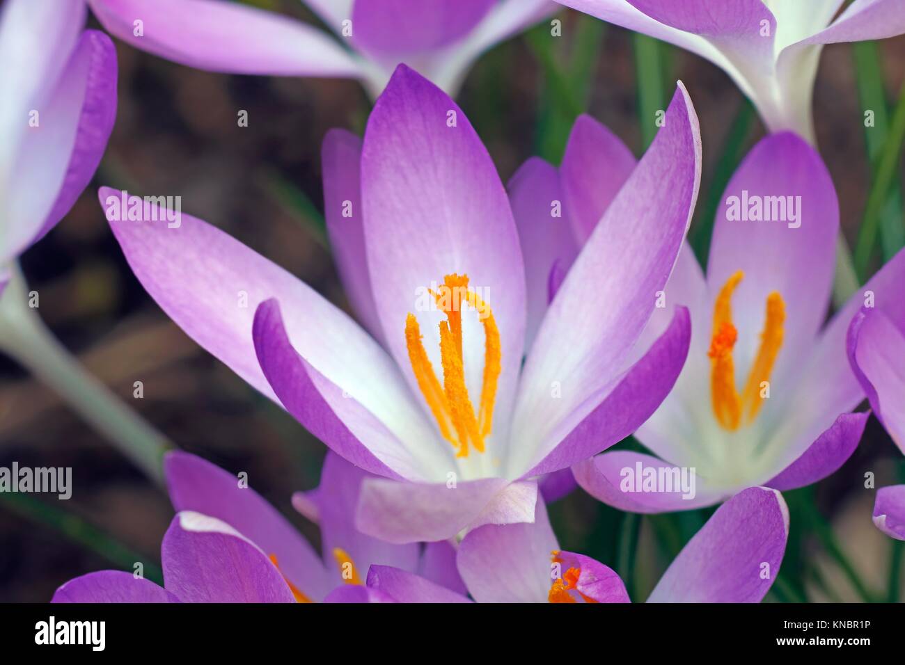 Woodland crocus (Crocus tomassinianus). Called Early crocus, Tommasinis ...