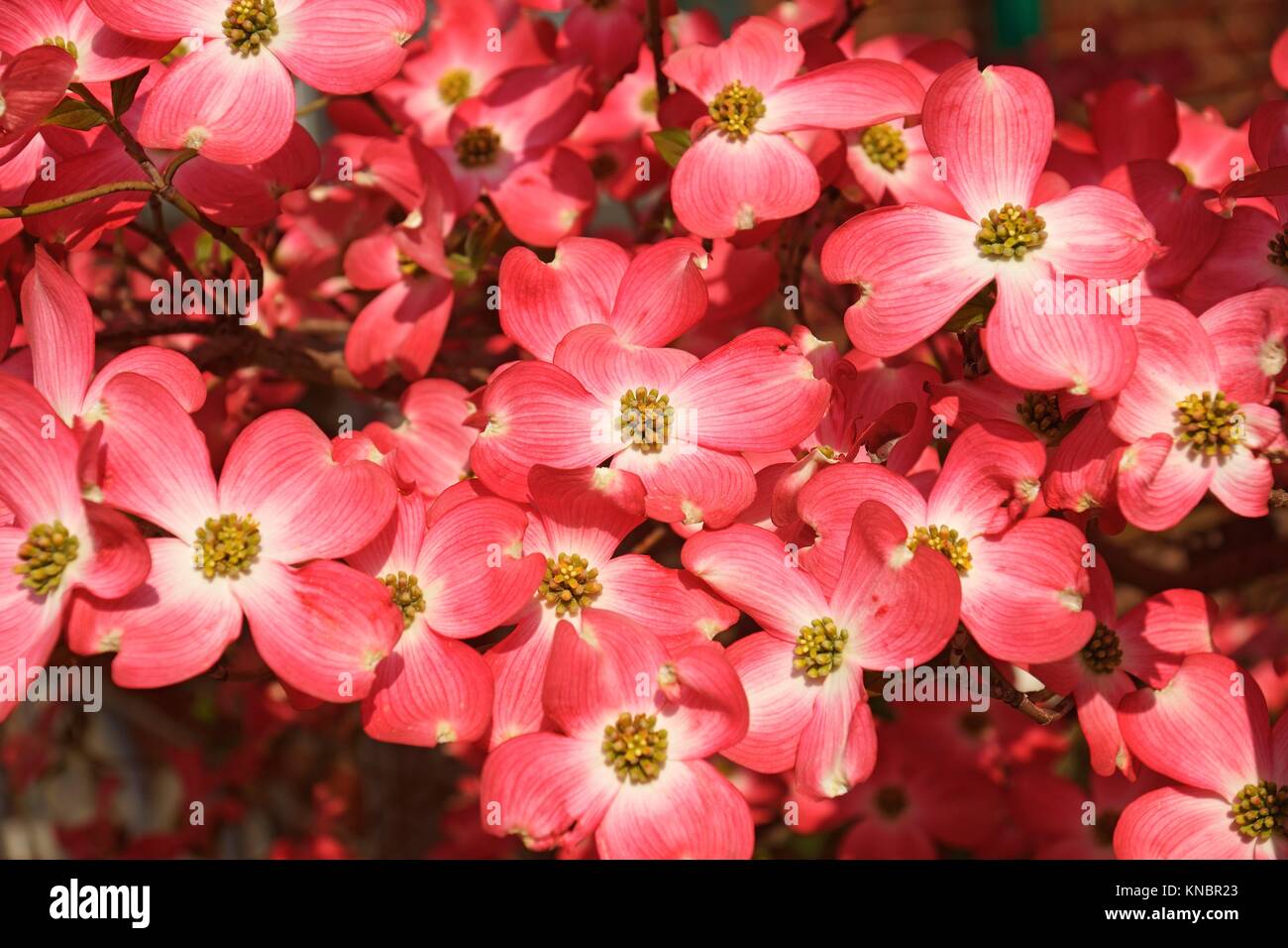 North american flowering shrub hi-res stock photography and images - Alamy