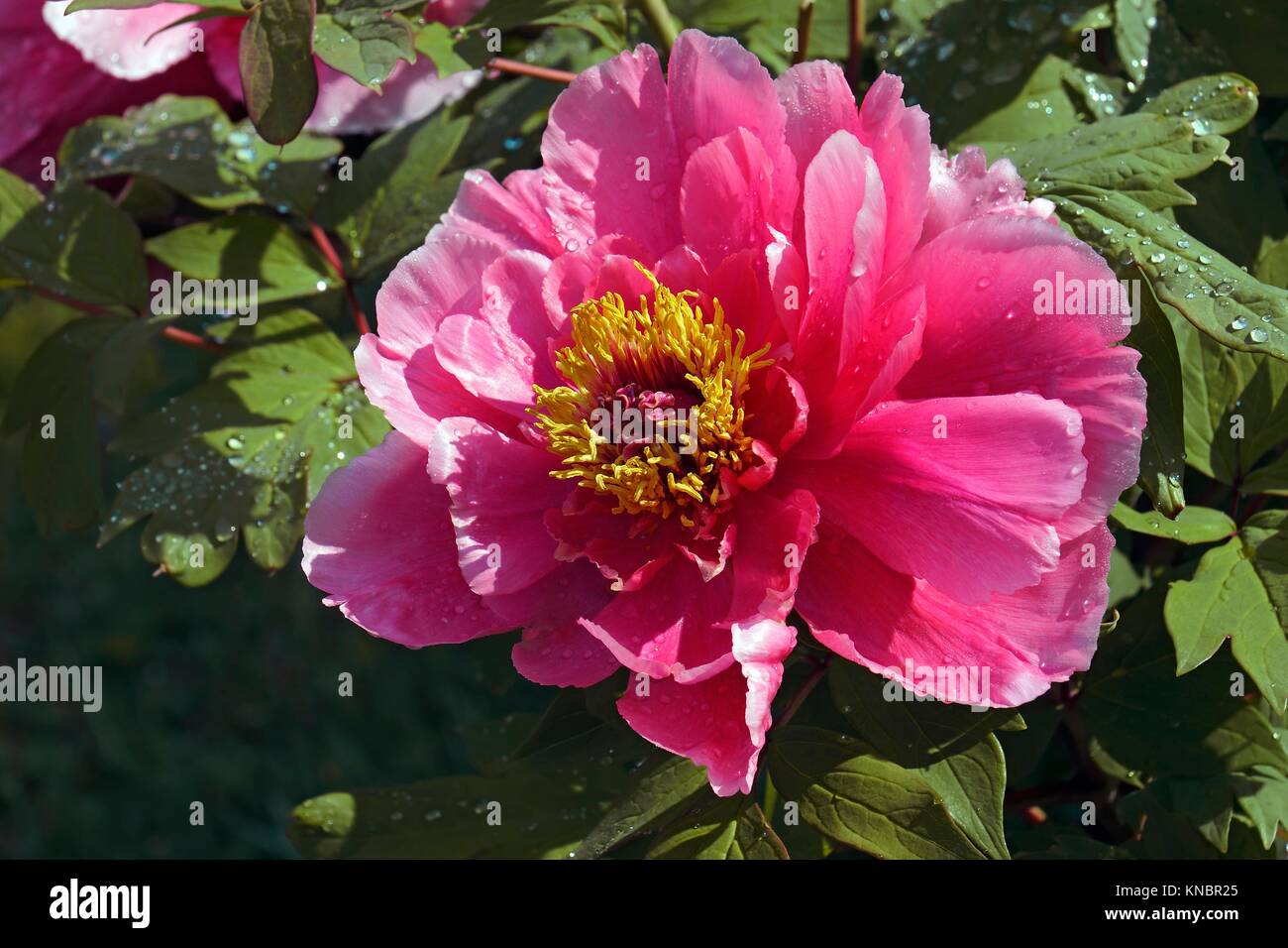 Japanese tree peony paeonia suffruticosa hi-res stock photography and ...
