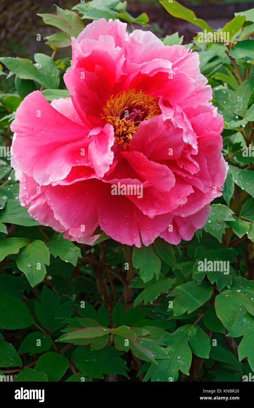 Tree peony japanese hi-res stock photography and images - Alamy