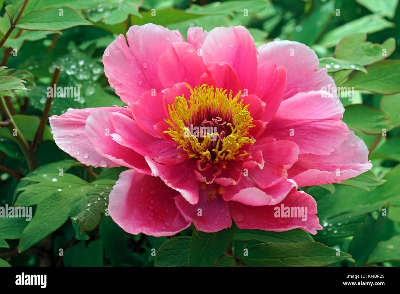 Japanese peony hi-res stock photography and images - Alamy