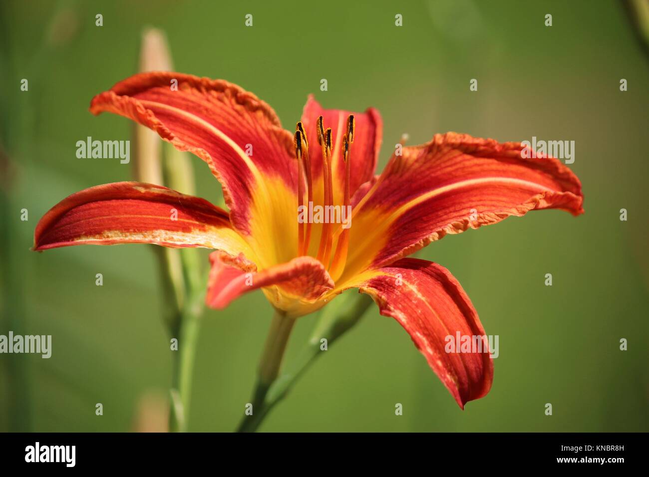 Hemerocallis fulva hi-res stock photography and images - Alamy