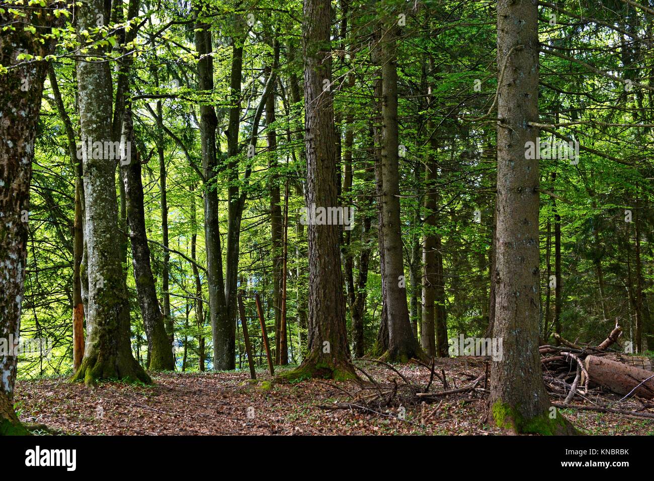 Flora coniferous forest hi-res stock photography and images - Alamy